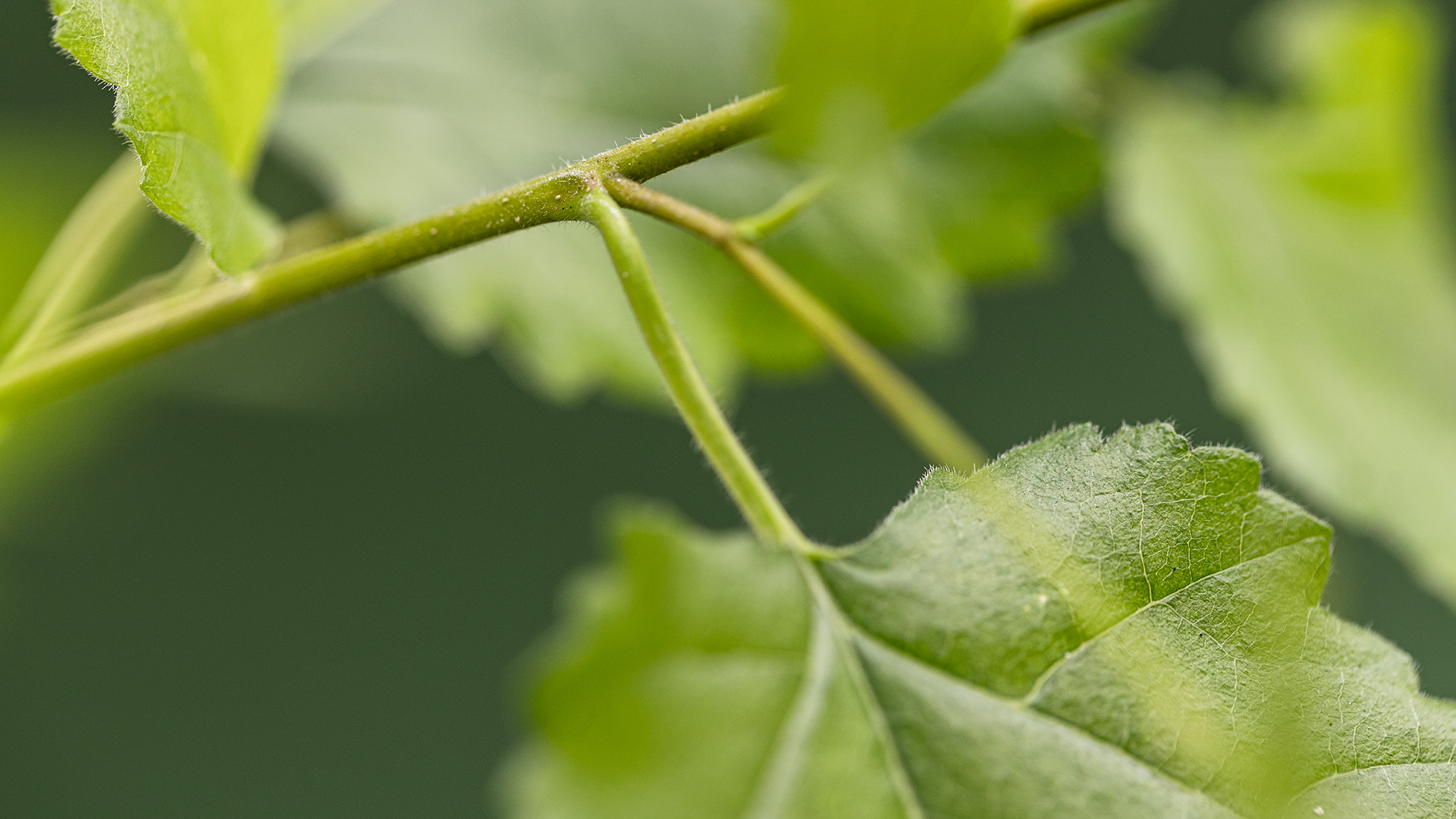 Environment | UPM Adhesive Materials